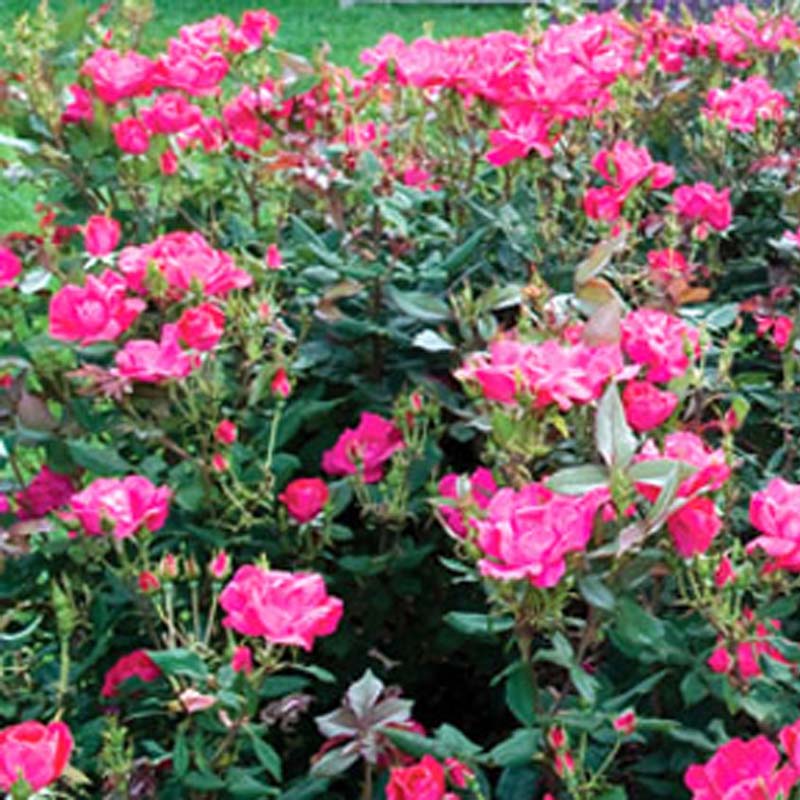 Best Garden Rose is a Knock Out Rose - Green Peony